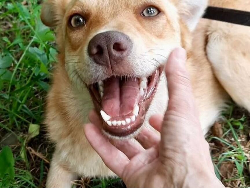 Маленькая лисичка Майя собака в добрые руки