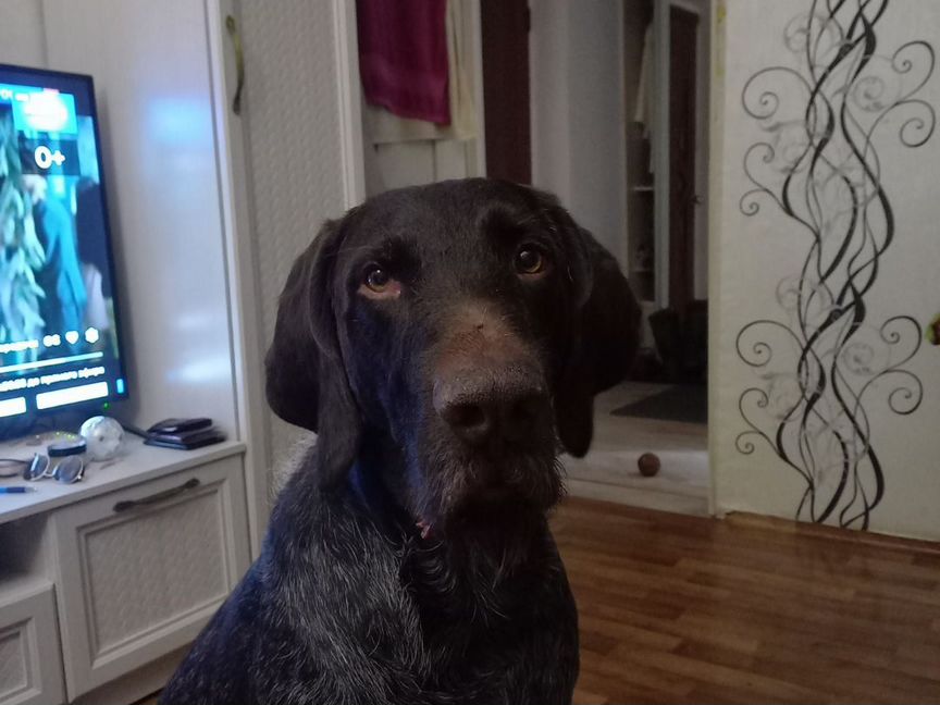 Курцхаар вязка