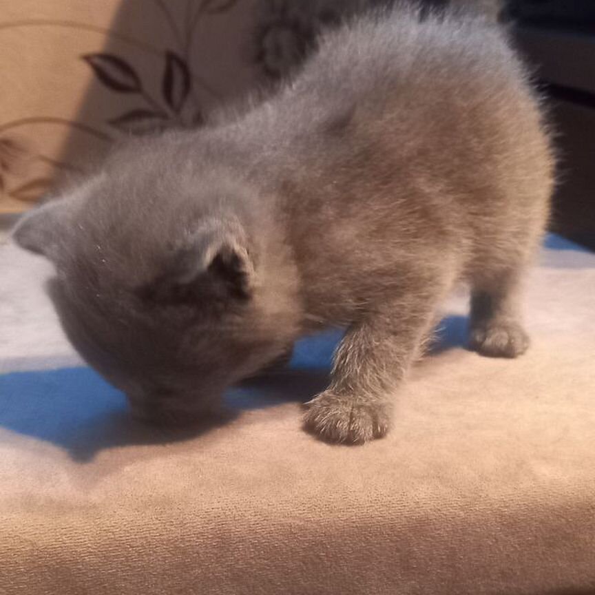 Котята в добрые руки 1 месяц