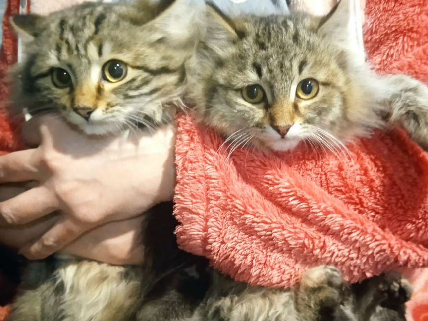 Котята