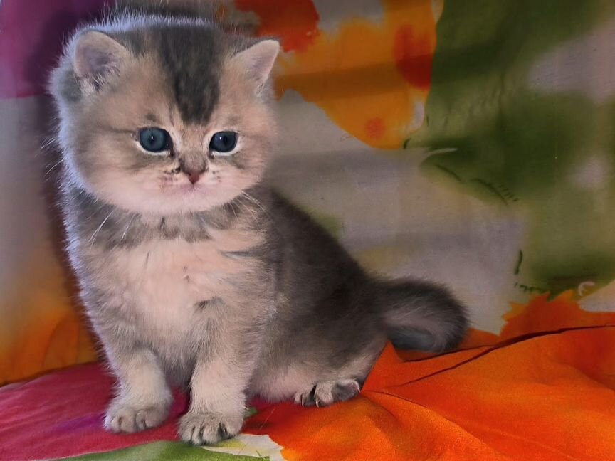 Шотландские котята