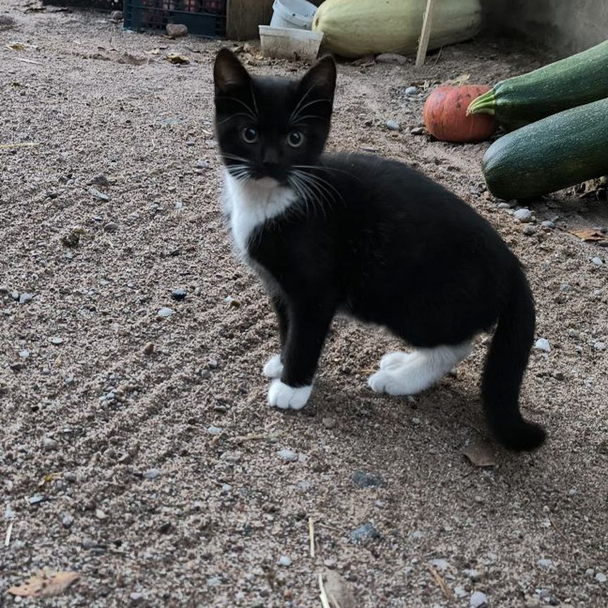 Котята в добрые руки бесплатно