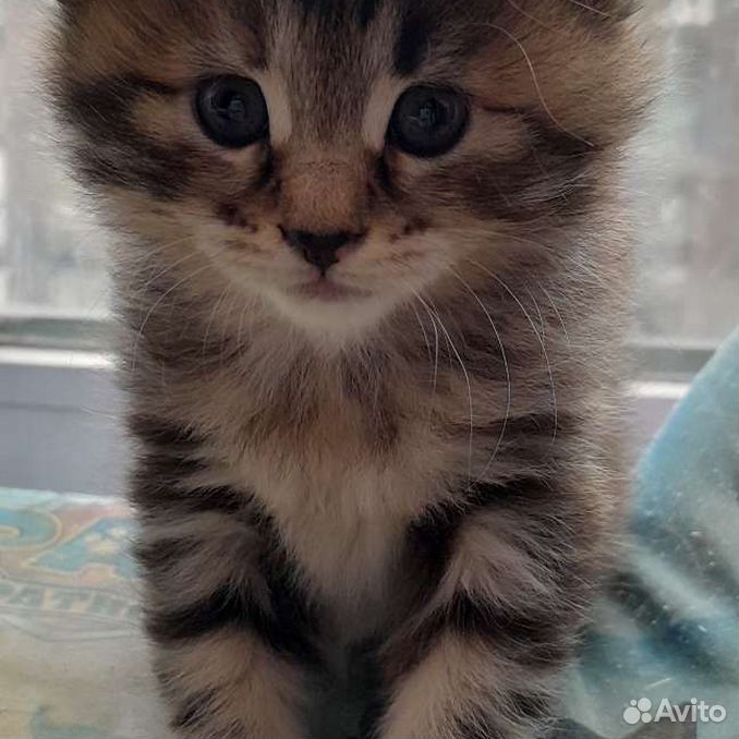 Котята курильский бобтейл. Открыт резерв