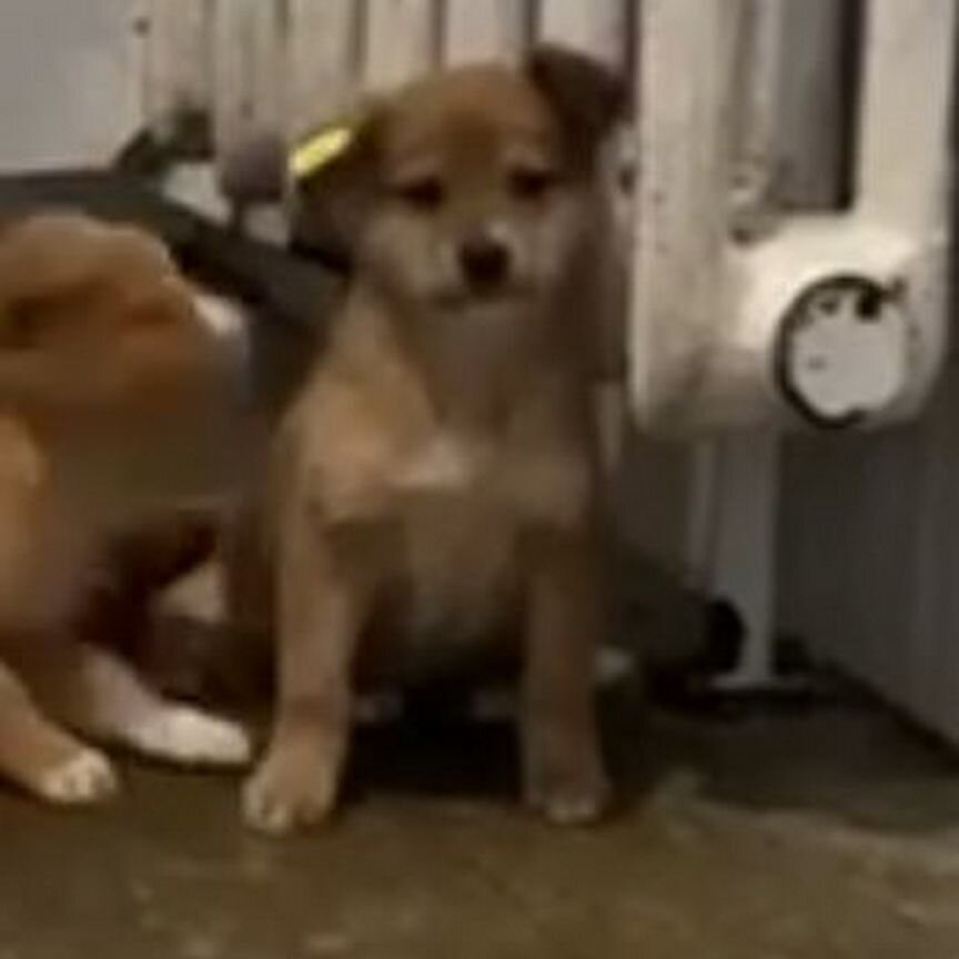 Щенок в добрые руки