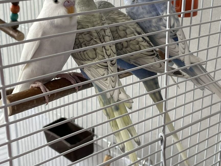 Птенцы волнистый попугай