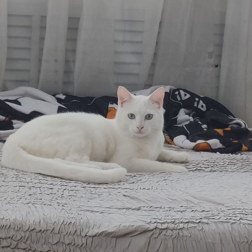 Отдам белого кота в добрые руки бесплатно
