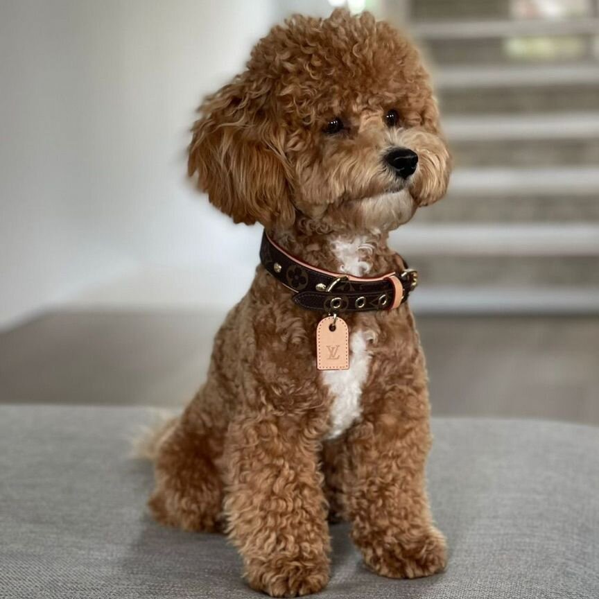 Мальтипу, вязка