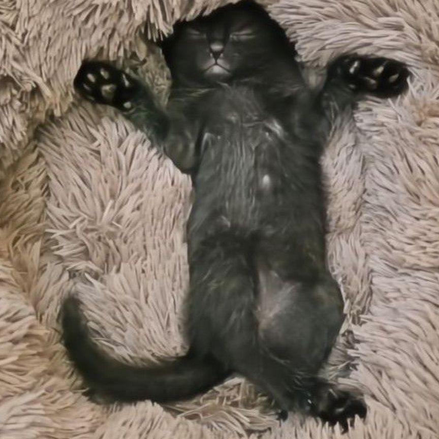 Шотландский прямоухий короткошёрстный котёнок