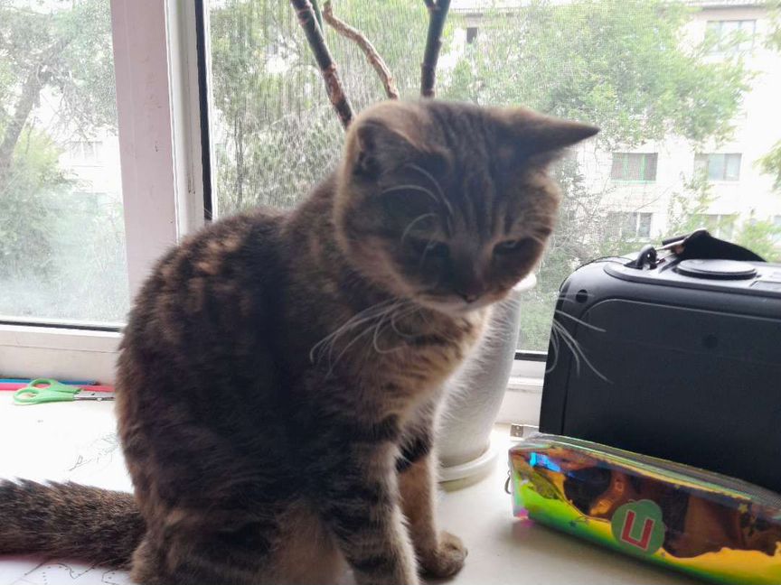 Кошка скоттиш страйт