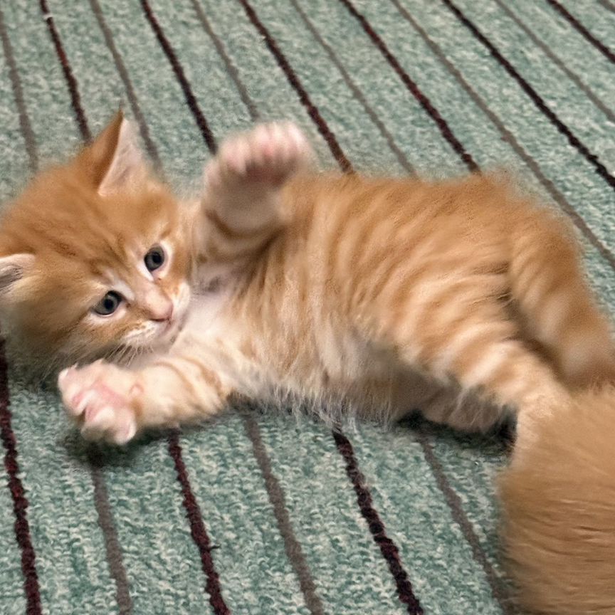 Котёнок в добрые руки