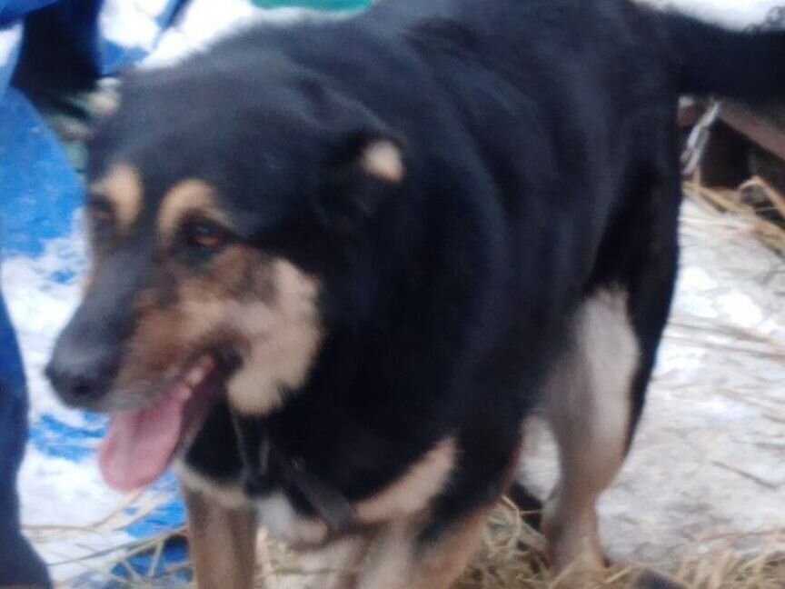 Собака в добрые и ответственные руки