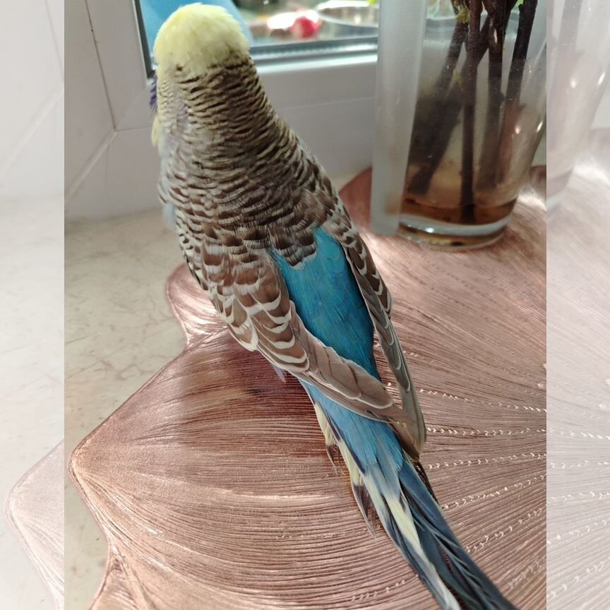 Волнистый попугай