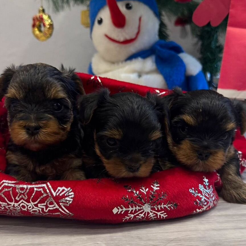 Йоркширский терьер, щенок