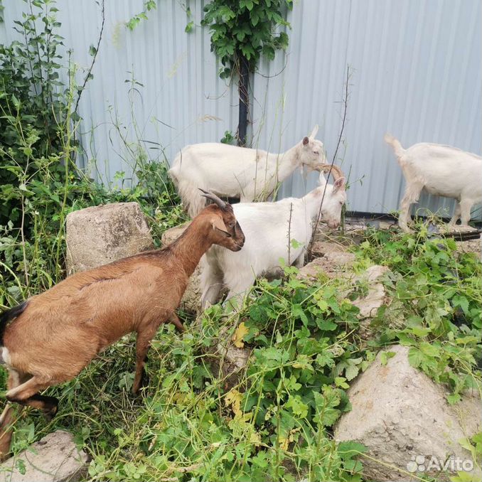 Англо нубийские козы