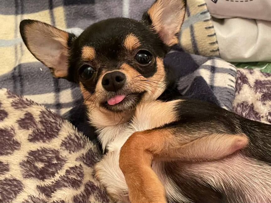 Щенки чихуахуа