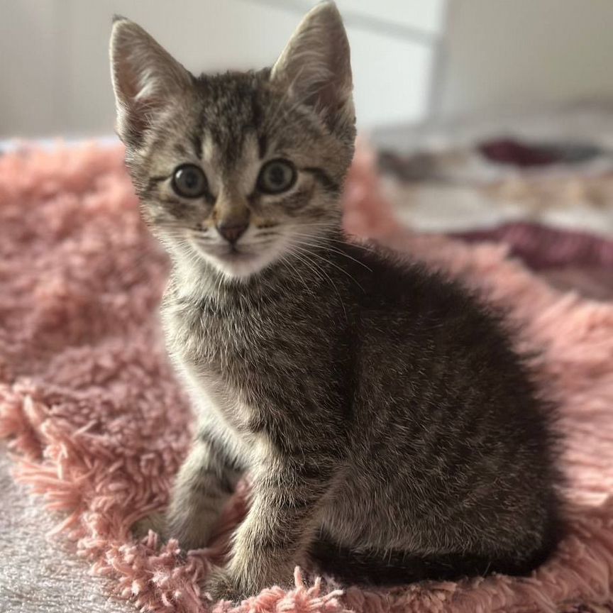 Котенок