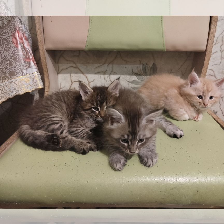 Мейн-кун котёнок