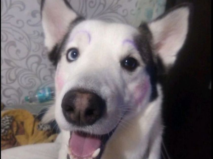 Ищем пса Джерри Нагорный- Крохалевка