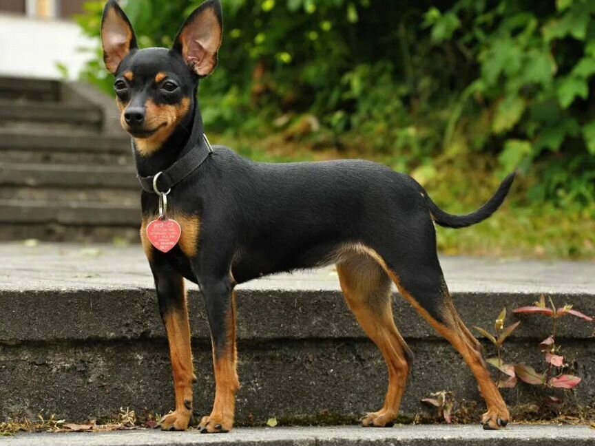 Пражский крысарик