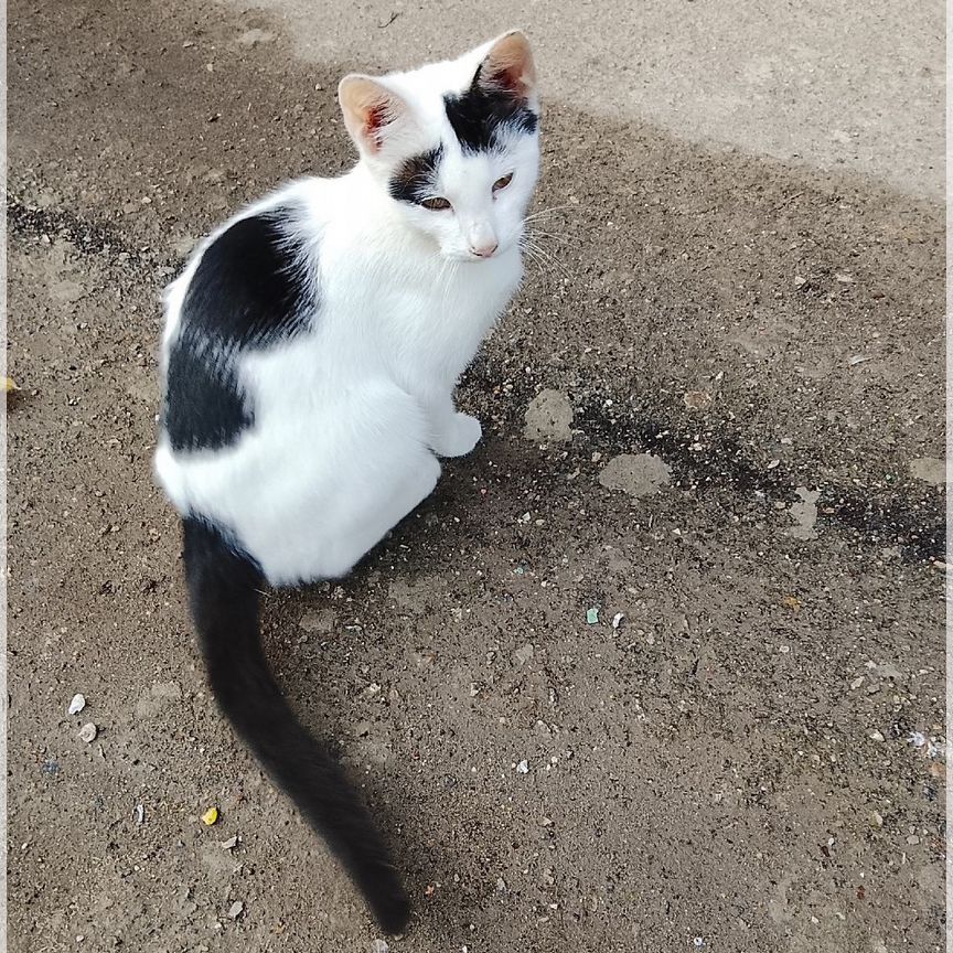 Котёнок в добрые руки