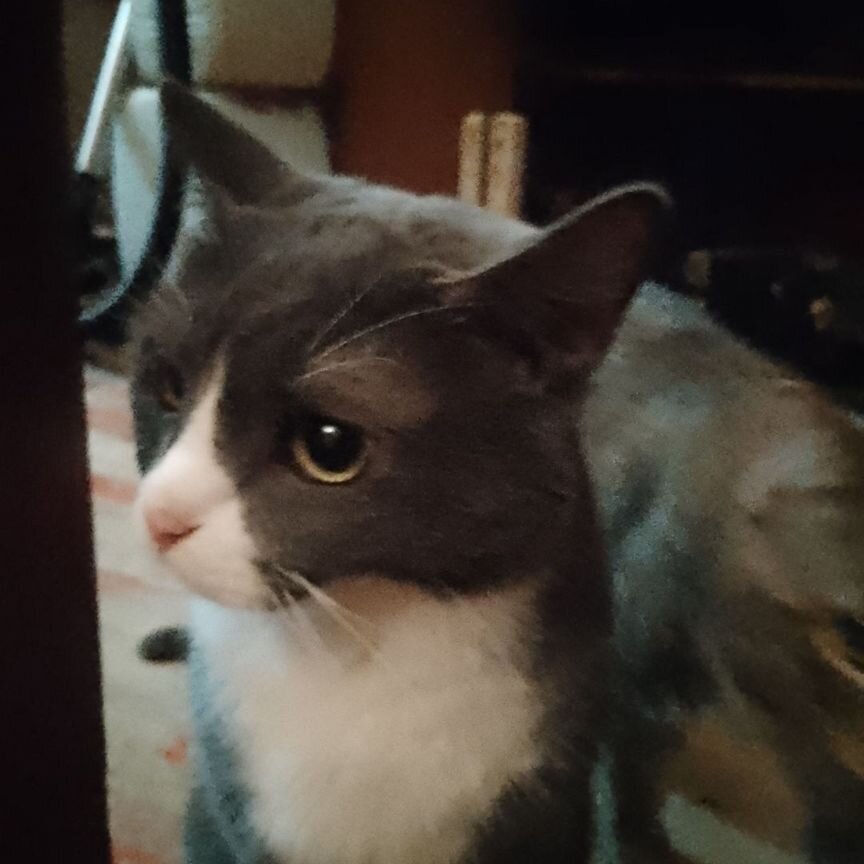 Породистый кот 5 лет и дворняжка 2 года