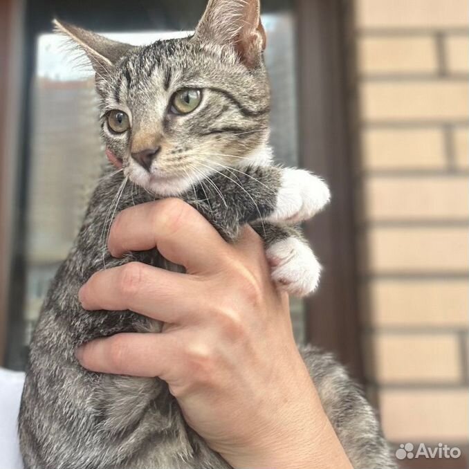 Ласковые полосатики мальчик и девочки ищут дом