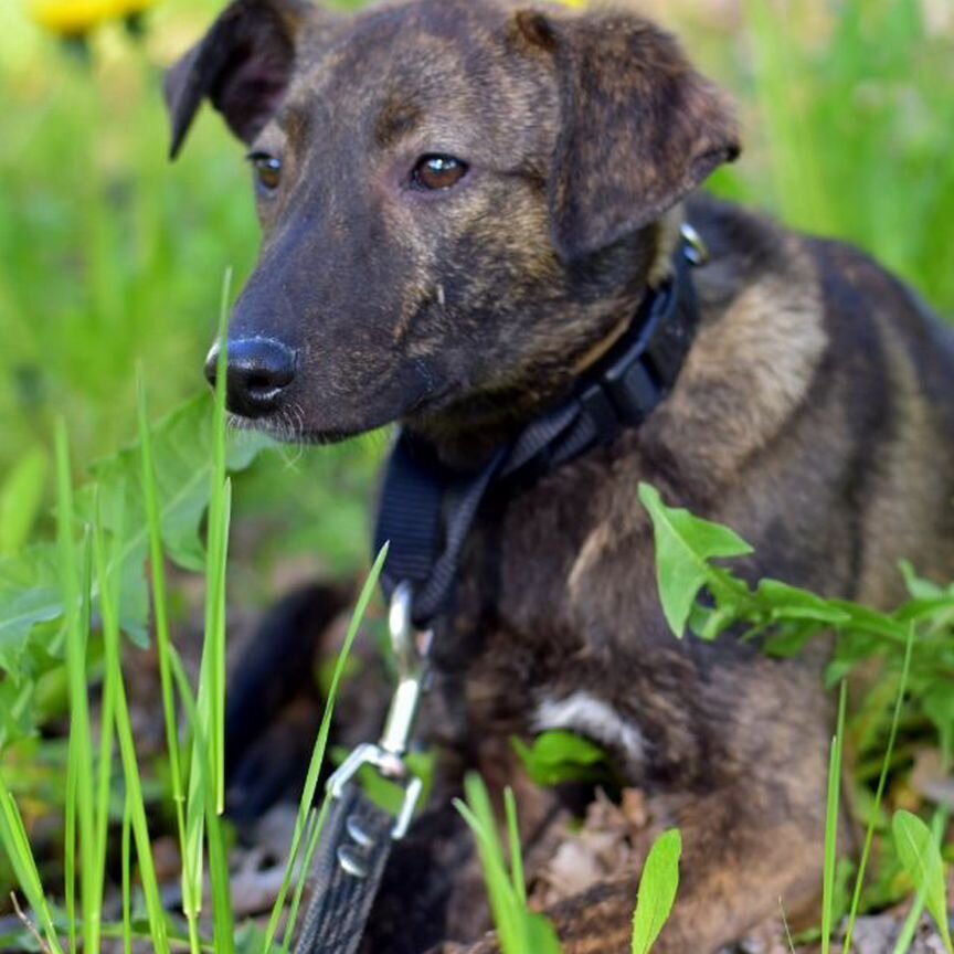 Собака в добрые руки отдам бесплатно