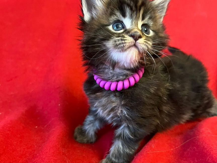 Мейн-кун в добрые руки