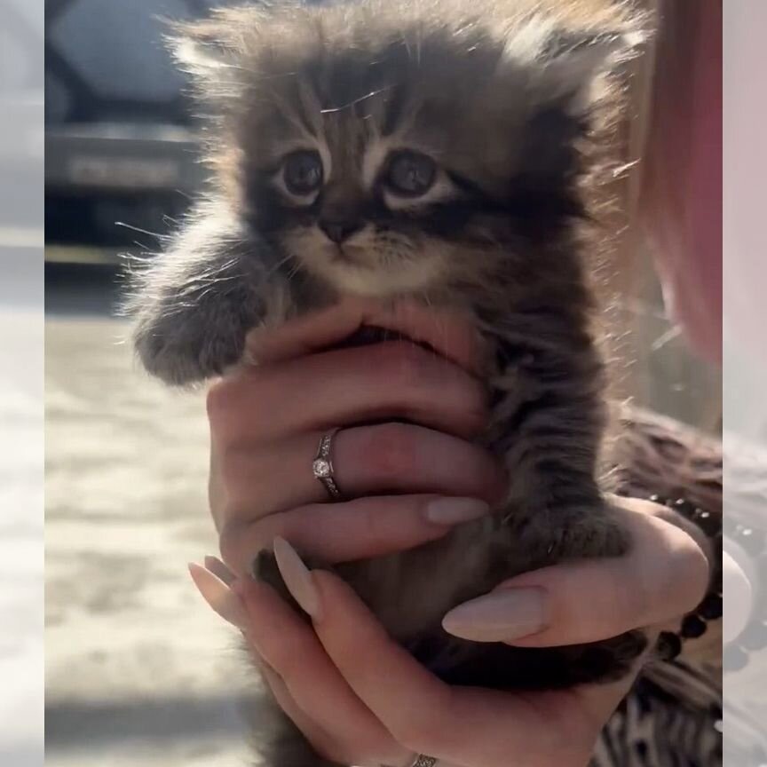 Британский короткошёрстный котёнок