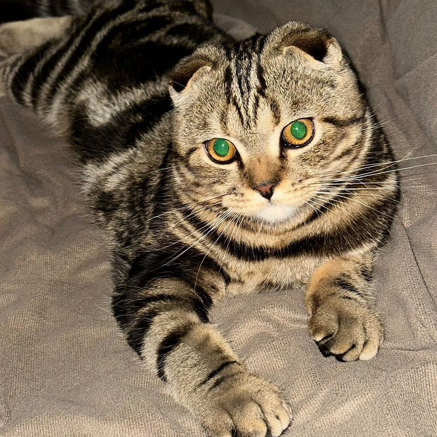 Шотландский кот вязка