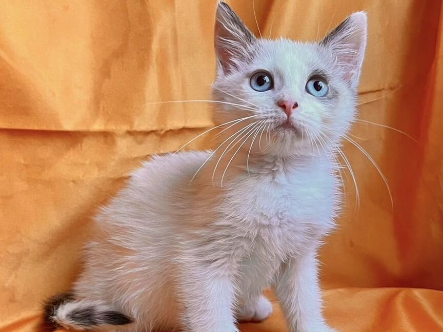 Голубоглазая "тайка" котенок Агата 2 месяца в дар