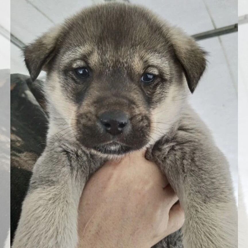 Щенок в добрые руки