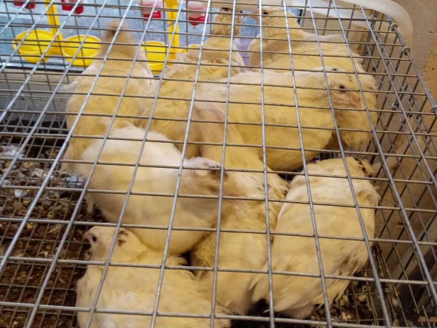 Перепела,мясо перепелок,яйца