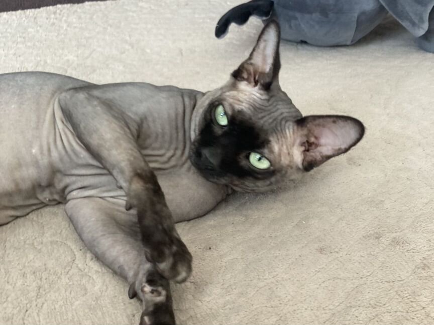 Сфинкс на случку