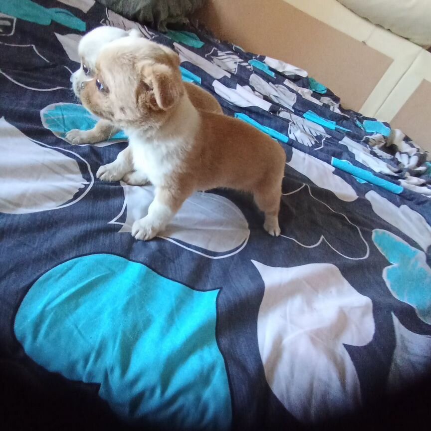 Щенки чихуахуа