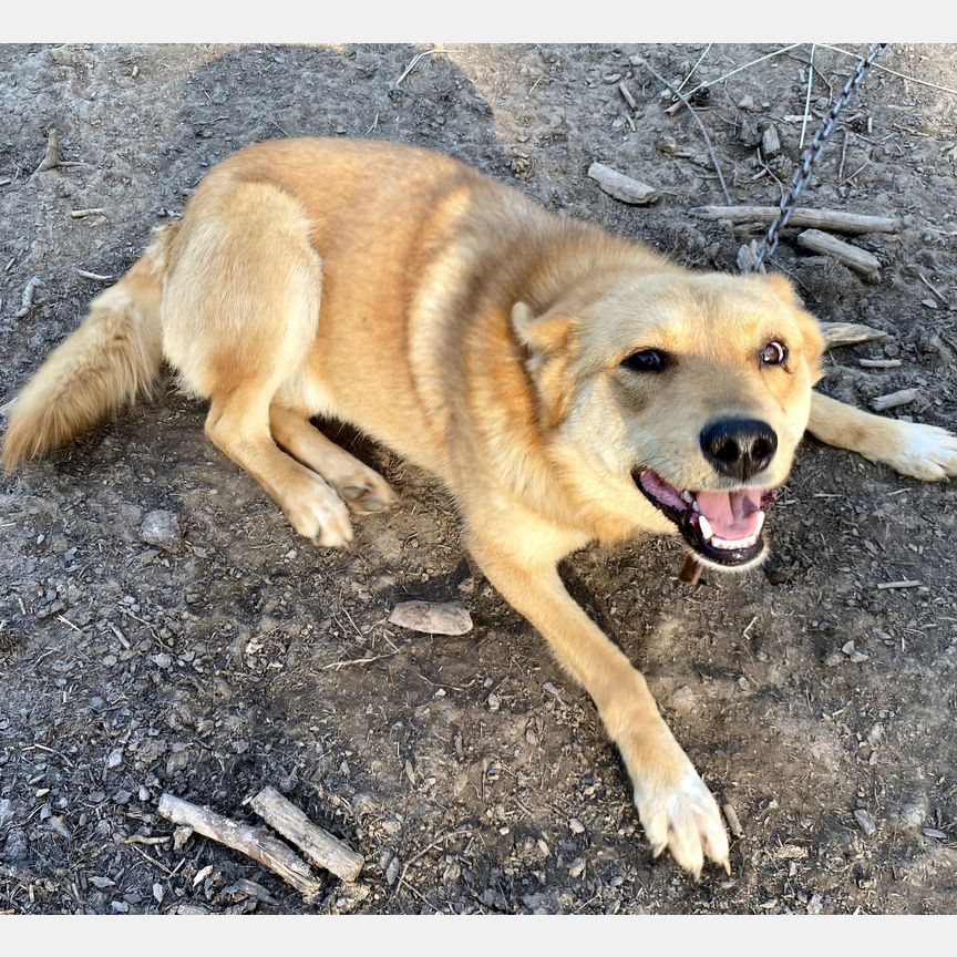 Собака в добрые руки отдам бесплатно