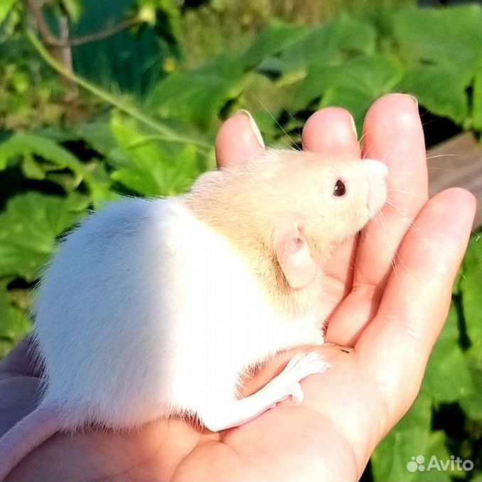 Крысята дамбо мальчишки от ratlove