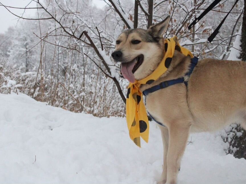 Уникальная лайка ищет своего хозяина