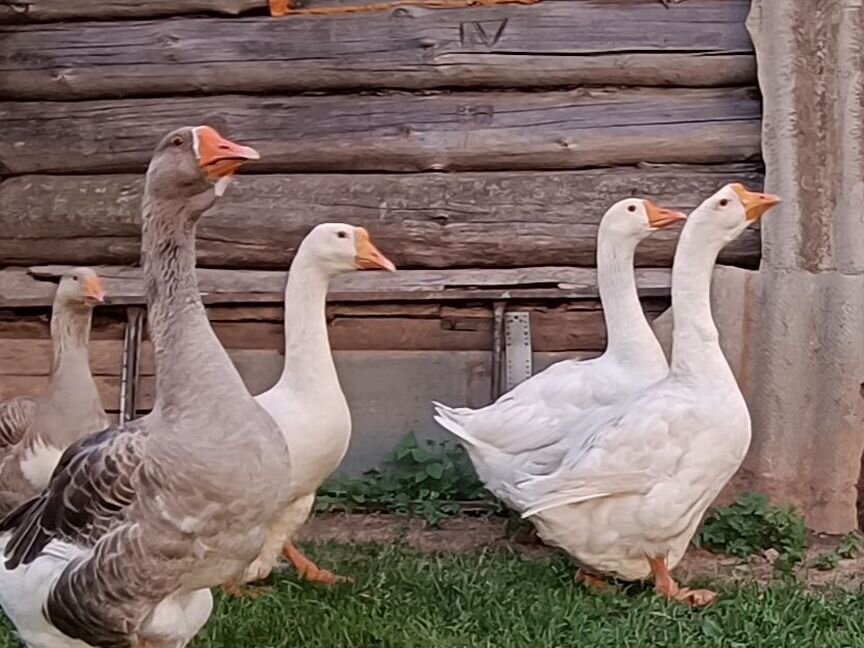 Гуси и гусята