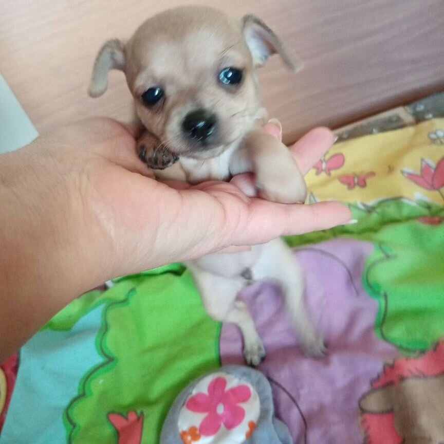 Чихотойчики мальчик