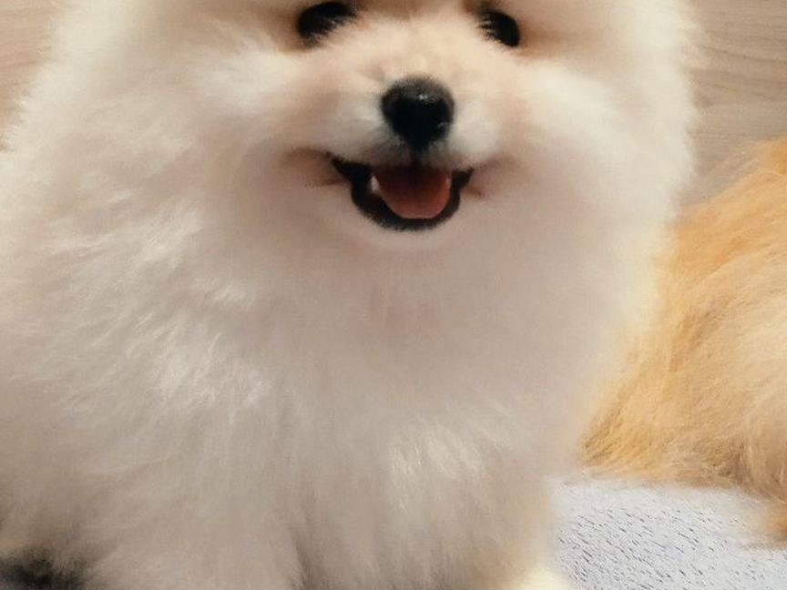 Померанский шпиц медвежьего типа