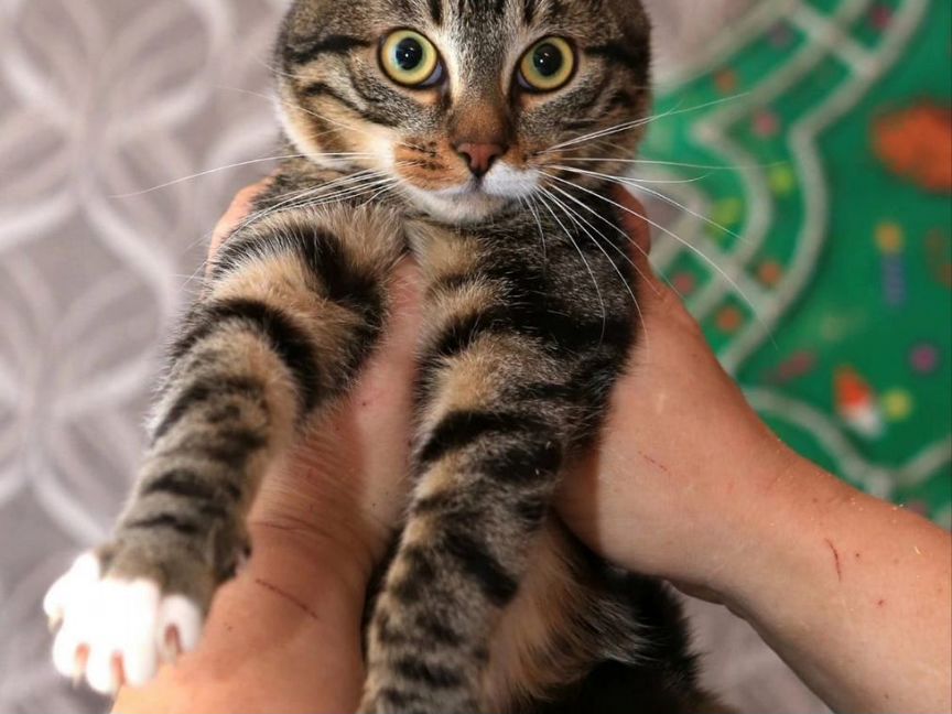 Очень веселый котенок,полосатый котенок из приюта