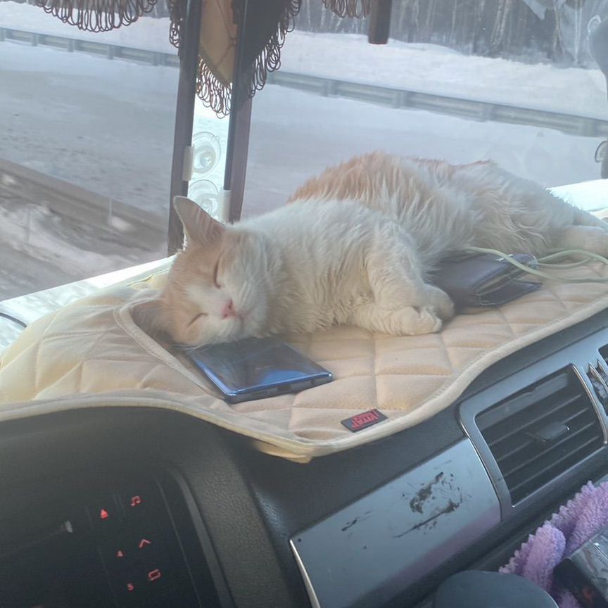 Кот по кличке Персик