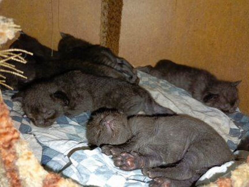 Очаровательные котятки