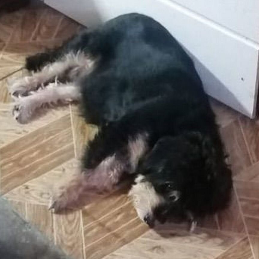 Русская цветная болонка, взрослая собака