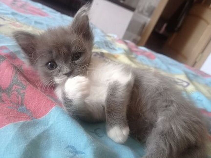 Котенок девочка