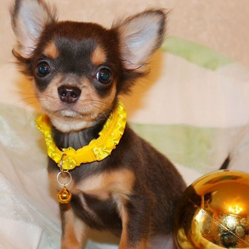 Чихуахуа, щенок