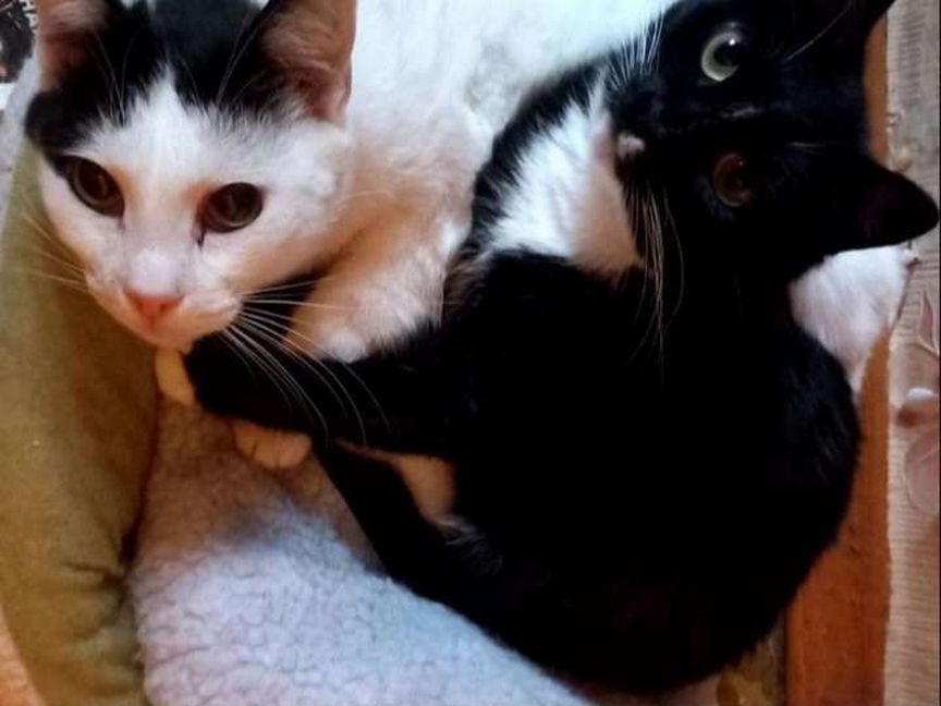 Котик и кошечка