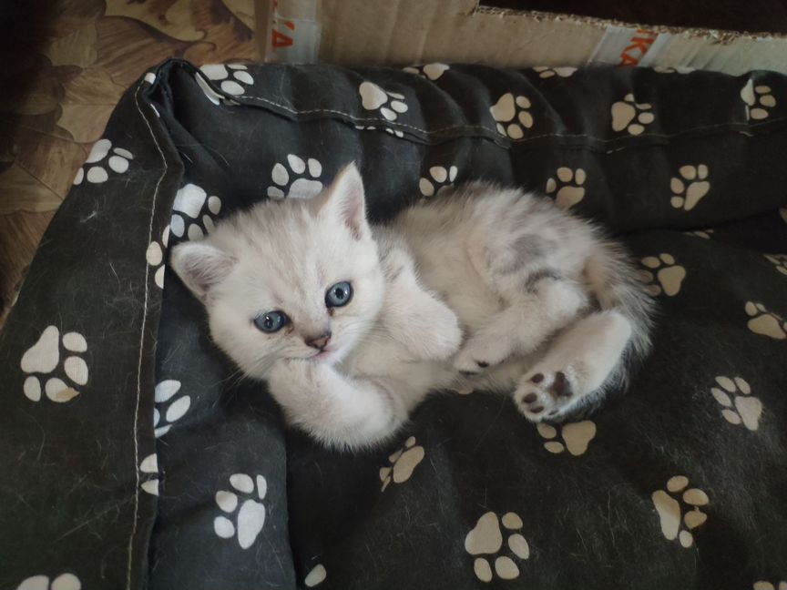 Британская серебристая шиншилла