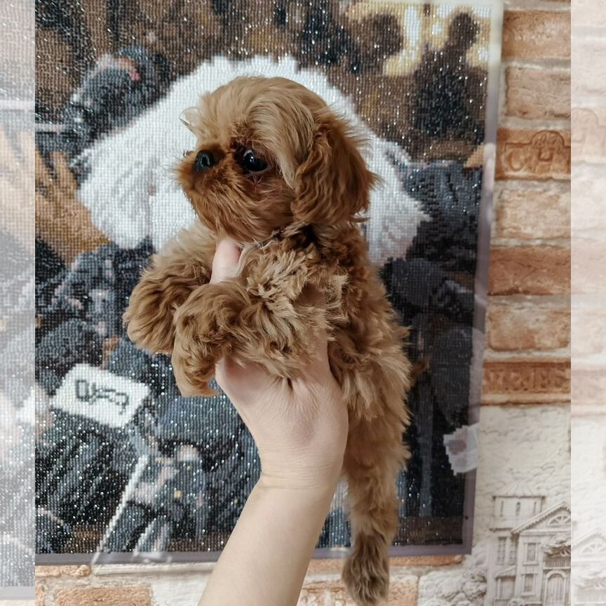 Мальтипу, щенок